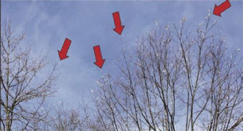 Scores And Outdoors Browntail Moth Experienced A Drastic Population