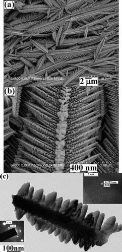 Pbte Dendrites Microscopy Images And Synthesis