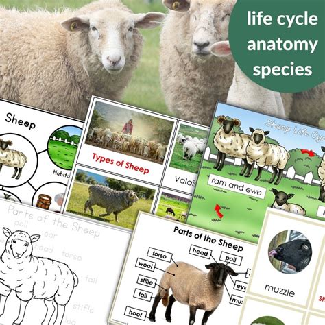 Parts Of A Sheep Life Cycle Activities Montessori Nature