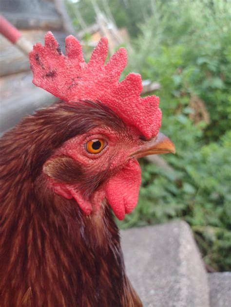 My Rhode Island Red Hen Her Name Is Ruby Chickens