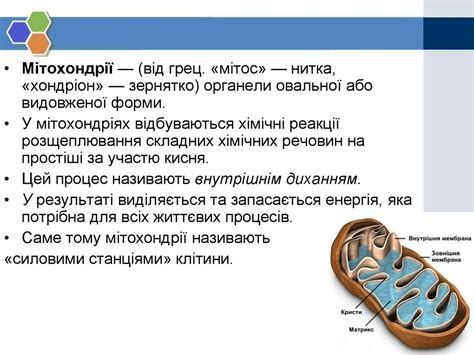 Клітинна будова тварин та особливості клітин тварин презентация онлайн
