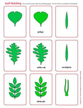 Leaf Matching Identification Memory Game Tree Leaves Labeled Distance Learning