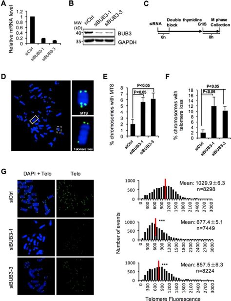 The Bub3 Bub1 Complex Promotes Telomere Dna Replication Abstract Europe Pmc