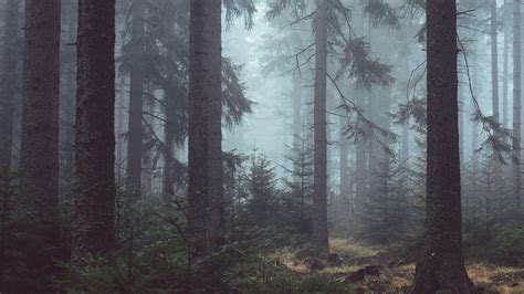Gray Forest Wallpapers Top Free Gray Forest Backgrounds Wallpaperaccess