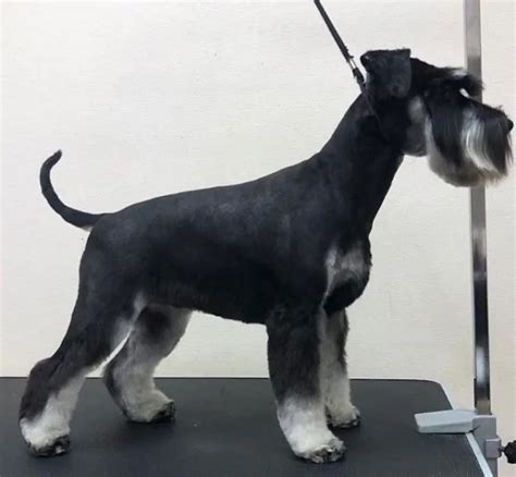 Mini Schnauzer Without Schnauzer Skirt Schnauzer Cut Schnauzer