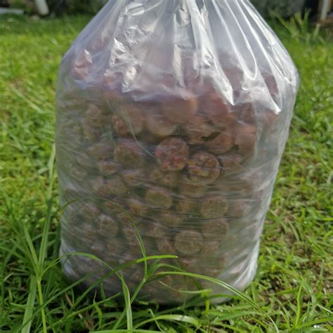 Matikus 5kg Syngenta Brodifacoum Racun Tikus Rodenticide Mouse Mice Rat