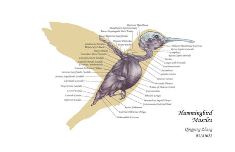 What Is The Structure Of A Hummingbird At Margaret Pinto Blog