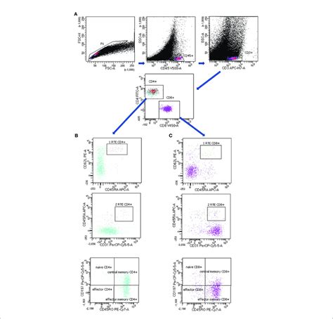 Representative T Subsets Gating Strategy In Lymph Node Ln Aspirate Download Scientific