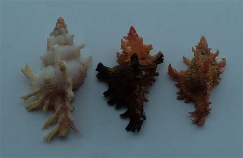 Philippine Murex Shells Assorted Murex Shells Oddities Taxidermy Etsy