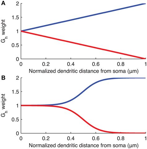 Weighting Of Gh As A Function Of Distance Along Dendrites From Soma