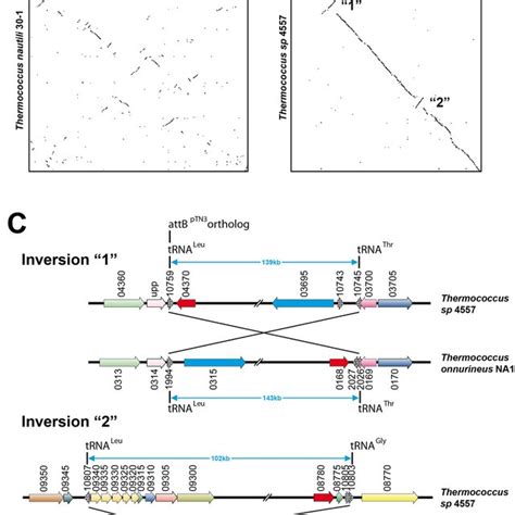 Dimer Formation Supercoiled Sc Plasmids Puc18 And Pjo322 Carrying