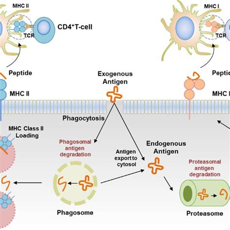 Schematic Diagram For The Involvement Of Cdc1 And Cdc2 Subsets In The T