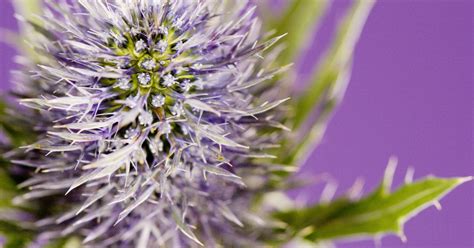 Type Of Thistle Plants EHow UK