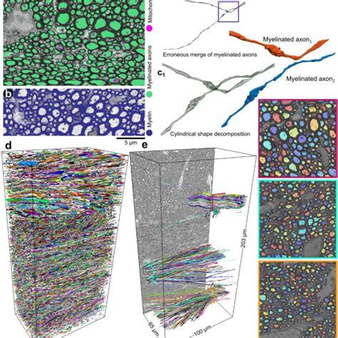 Segmentation Of Cell Nuclei A B The Probability Maps Of Cell Nuclei Download Scientific