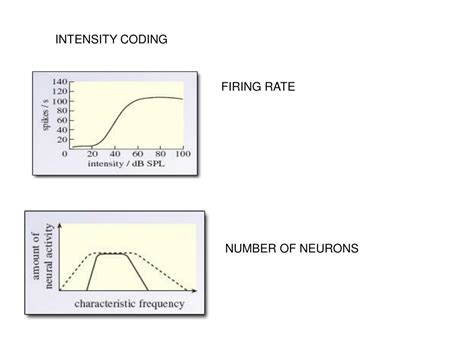 Ppt Auditory Physiology Powerpoint Presentation Free Download Id 1484998