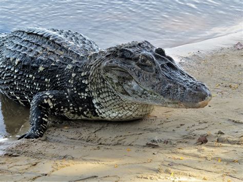 Guyana Caiman Guyana News And Information Animals Of Guyana