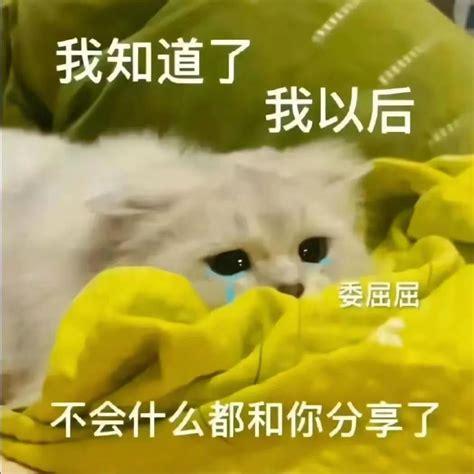 可爱搞笑猫猫表情包 委屈巴巴的猫咪：“我知道了，我以后不会什么都和你分享了”表情包图片动图 求表情网斗图从此不求人