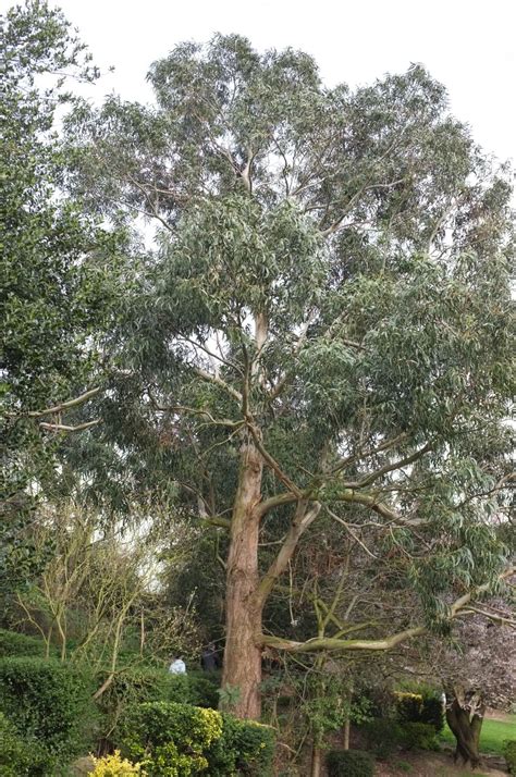 Eucalyptus Globulus Trees And Shrubs Online