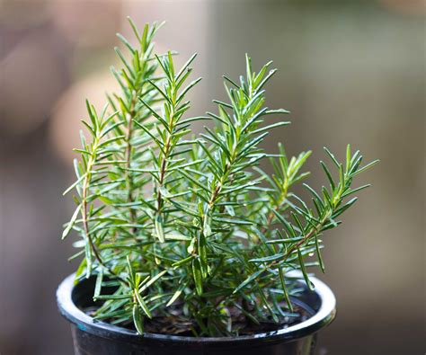 How To Grow Rosemary Indoors Expert Tips For Happy Herbs Homes And