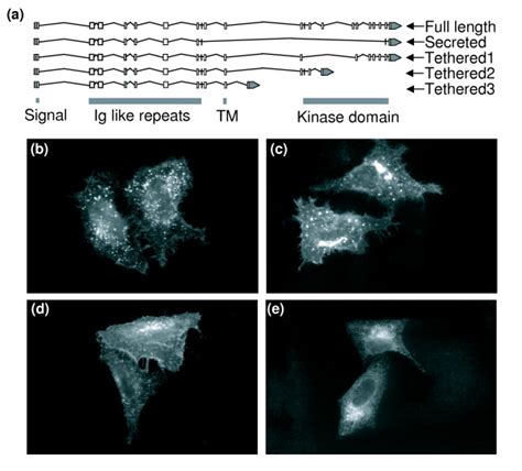 Alternative Splice Forms Of The Csf1 Receptor C Fms A Genomic Download Scientific Diagram