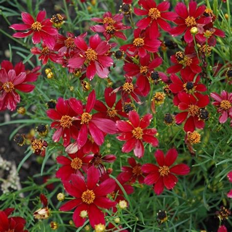 Coreopsis Red Satin Ted Lare Design Build