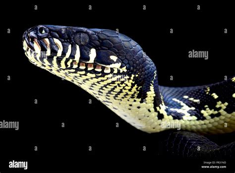Python Boeleni Hi Res Stock Photography And Images Alamy