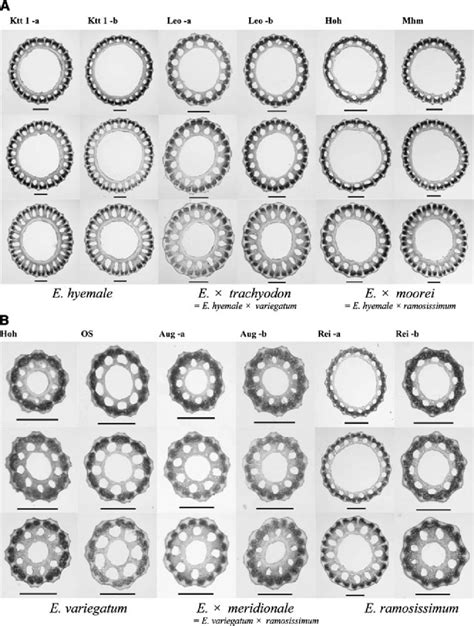A Equisetum Subgenus Hippochaete Cross Sections Internodes Of