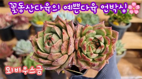2486 🌸꽃동산다육의 예쁜다육 언박싱🌸 꽃동산다육 010 3939 4304 Youtube