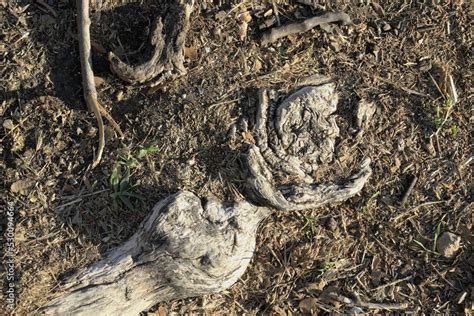 A Root And Nodes Are Outcropping On The Soil Surface Stock Photo Adobe Stock