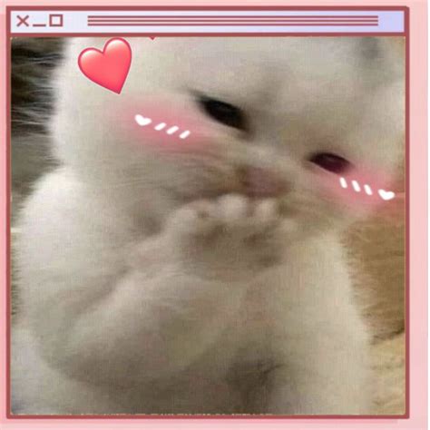 Blush Kitty Kitty Cats Animals