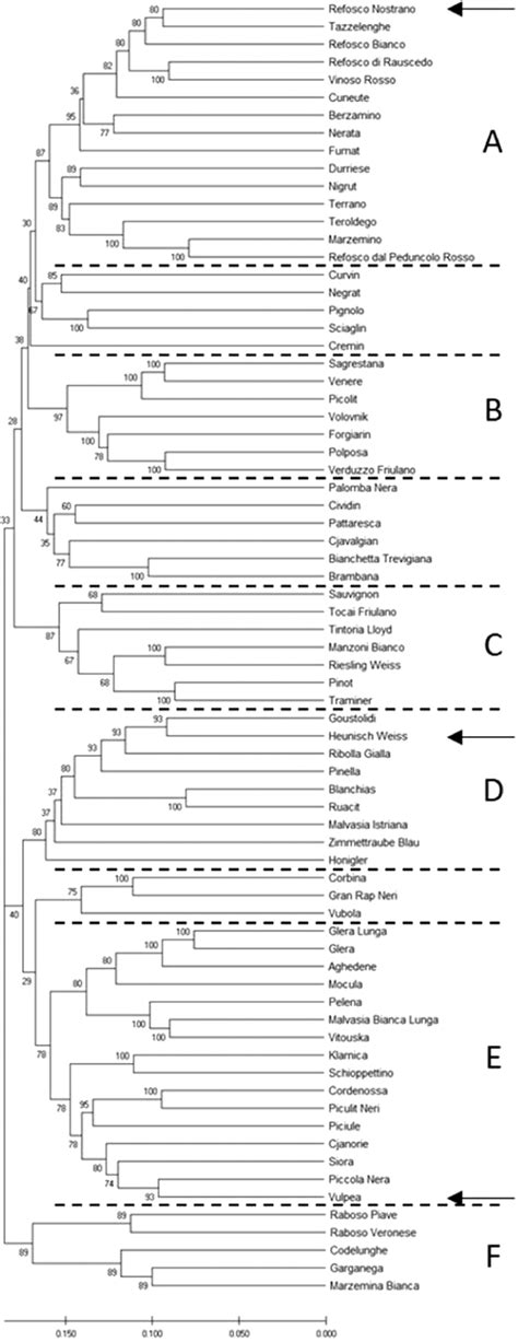 unrooted optimal phylogenetic tree produced via upgma method the