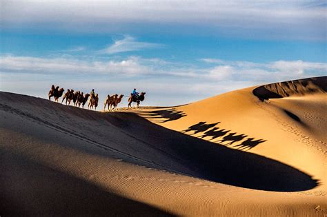 【额济纳胡杨林，巴丹吉林沙漠的驼影摄影图片】风光摄影 Qz44007985 太平洋电脑网摄影部落