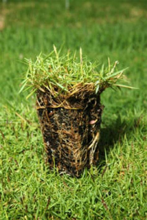 New Texas Tech Grass Made For Shade