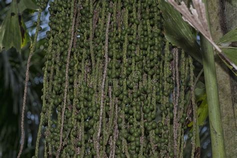 Cluster Of Caryota Mitis Fruits Round Shaped Fruits Stock Image Image Of Berry Cluster