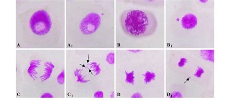 A Normal Interphase A 1 Micronucleated Cell In Interphase B Normal