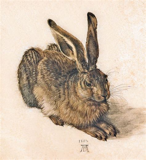 Albrecht Dürer Rabbit Drawing Young Hare Hares And Rabbits The Hare