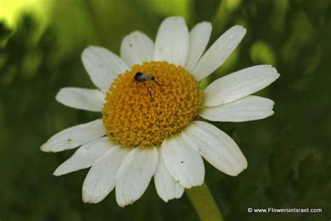 Plants Of The Bible Israels Chamomile