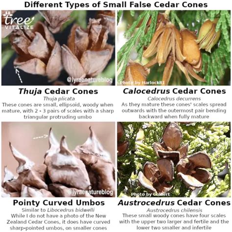 17 Different Types Of Cedar Trees And Their Identifying Features