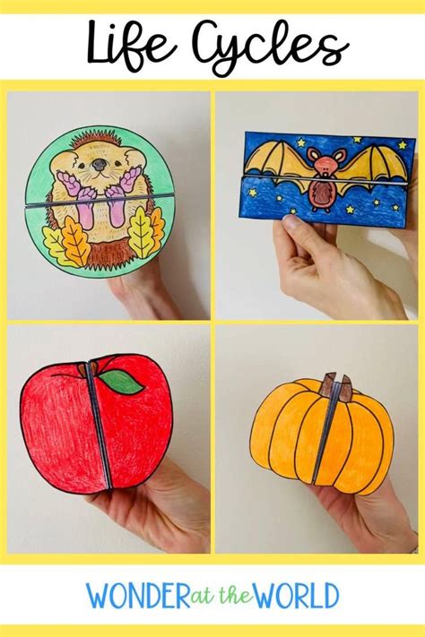 Life Cycle Of A Bean Plant Foldable Sequencing Cut And Paste Activity Ks1 Ks2 Science Teaching