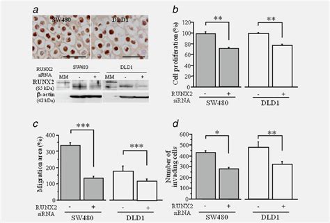 Effects Of Runx2 Expression On Cell Proliferation Migration And Download Scientific Diagram