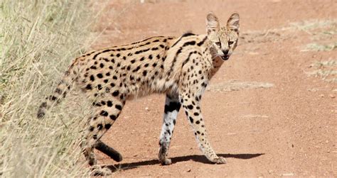 African Serval