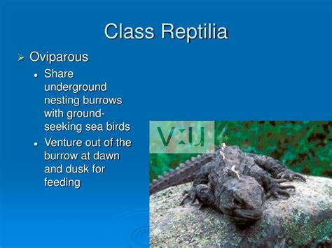 Ppt Class Reptilia Powerpoint Presentation Free Download Id2778938