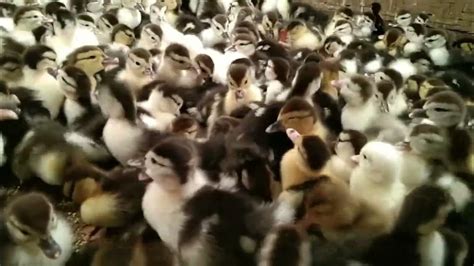 হাইব্রিড চিনাহাঁসের বাচ্চা পাইকারি দামে নিন। 01626553797 ফোন দিন হ্যাচারীতে। Youtube