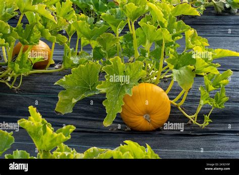 Port Townsend Washington Usa Pumpkin Vines Growing Over Black Garden