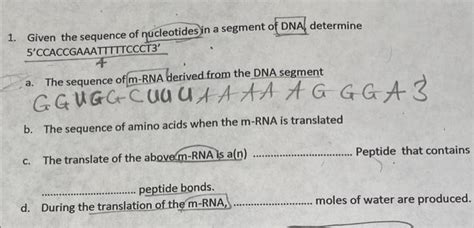 Solved Given The Sequence Of Nucleotides In A Segment Of Chegg