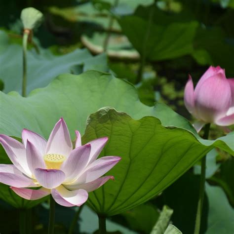 How To Grow Lotus Flowers My Heart Lives Here