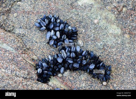 Mytilus Mytilus Edulis On The Beach Saint Quay Portrieux Brittany