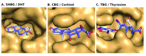 Self Docking Analyses Of The Native Ligands I E Dihydrotestosterone Download Scientific