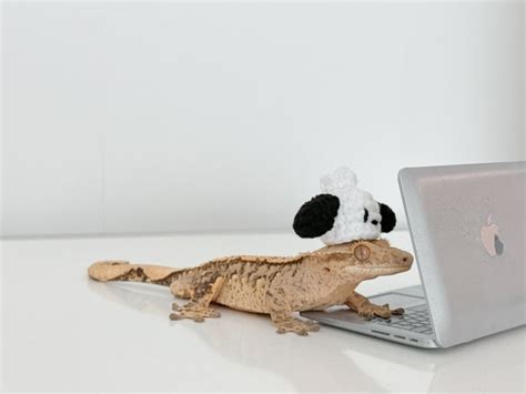 키우기 쉬운 도마뱀 종류 크레스티드 게코 도마뱀 키우기 네이버 블로그