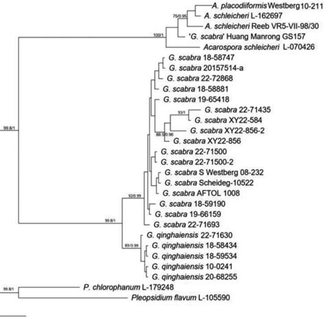 Maximum Likelihood Ml Phylogeny Of The Genus Glypholecia And Related Download Scientific